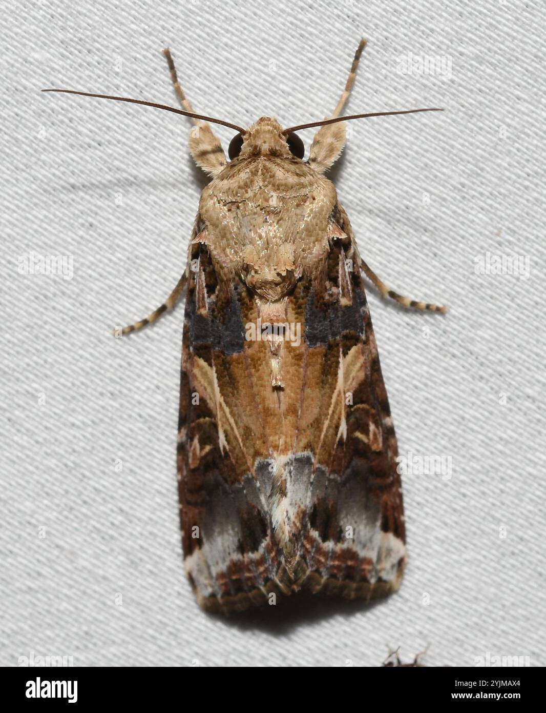 Yellow-striped Armyworm Moth (Spodoptera ornithogalli Stock Photo - Alamy