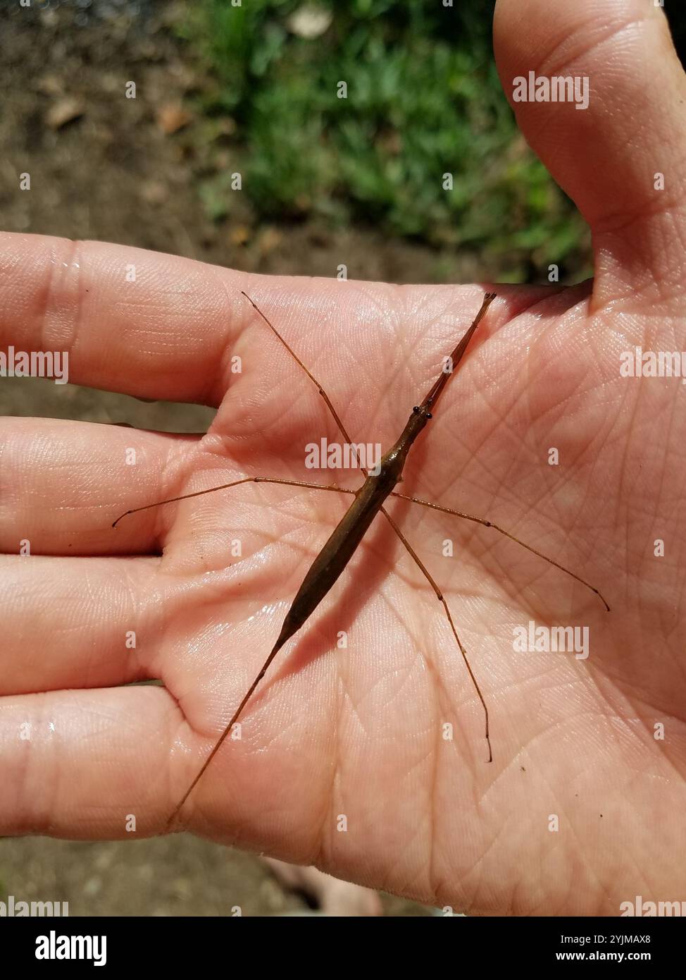 Brown Waterscorpion (Ranatra fusca Stock Photo - Alamy