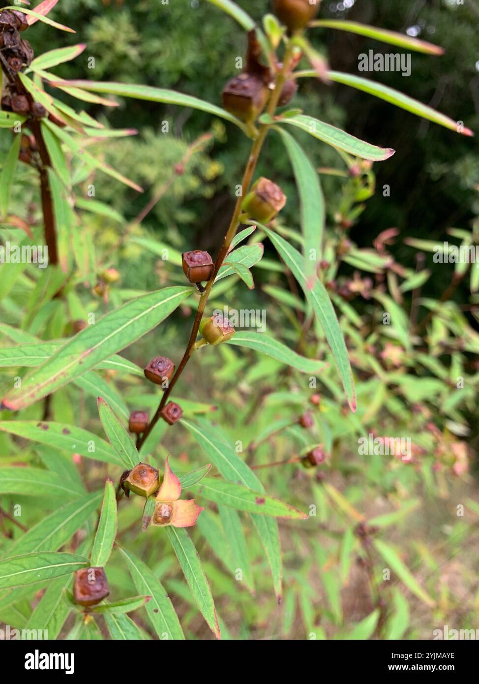 Seedbox (Ludwigia alternifolia Stock Photo - Alamy