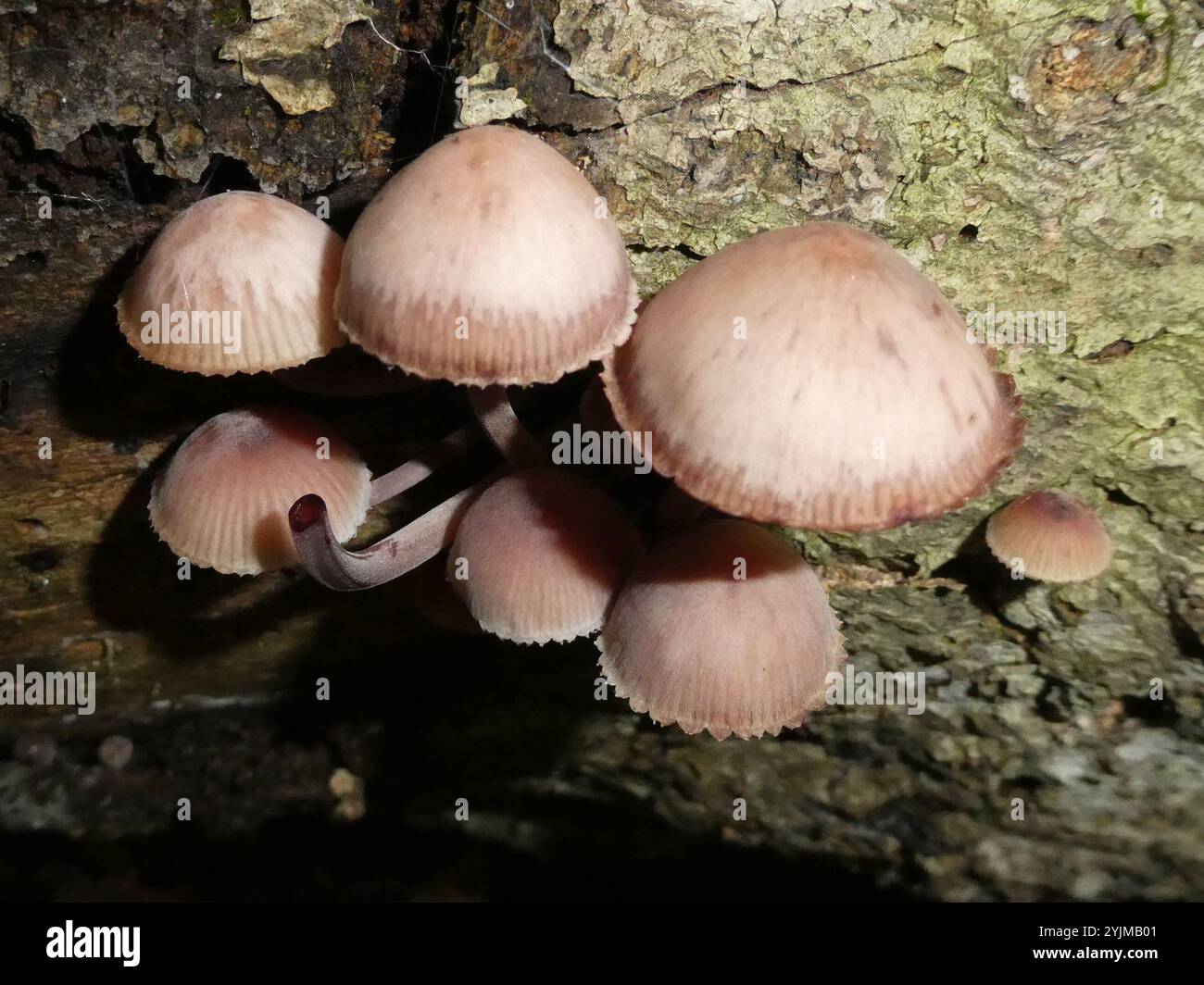 Bleeding Fairy Helmet (Mycena haematopus Stock Photo - Alamy