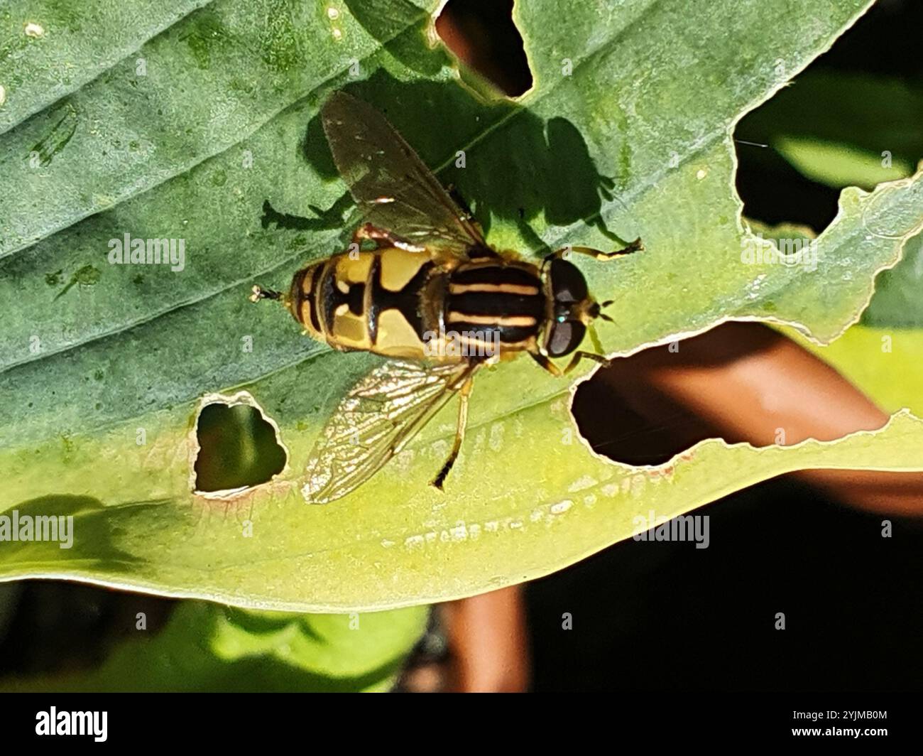 Sun Fly (Helophilus pendulus Stock Photo - Alamy