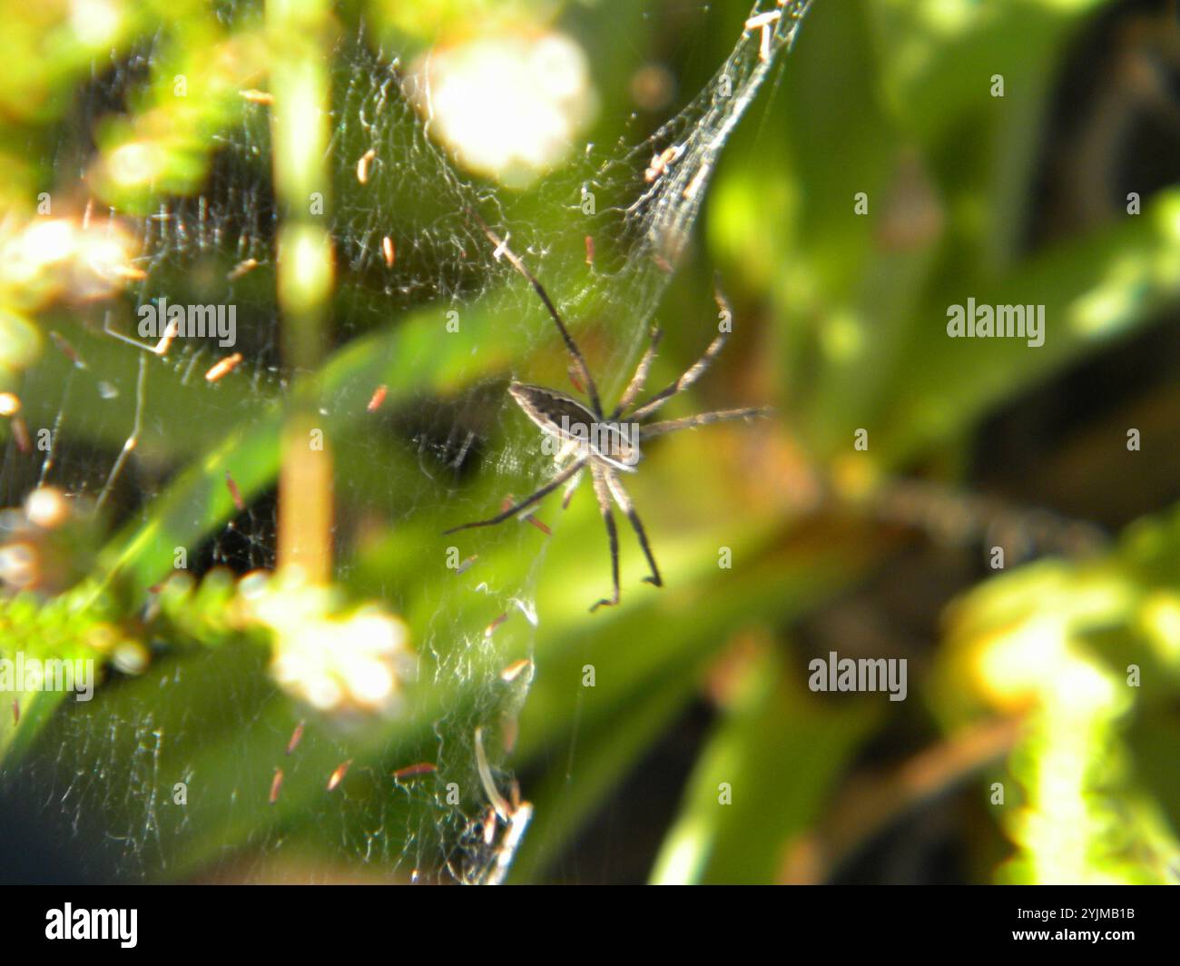 Nursery Web Spiders (Pisauridae Stock Photo - Alamy