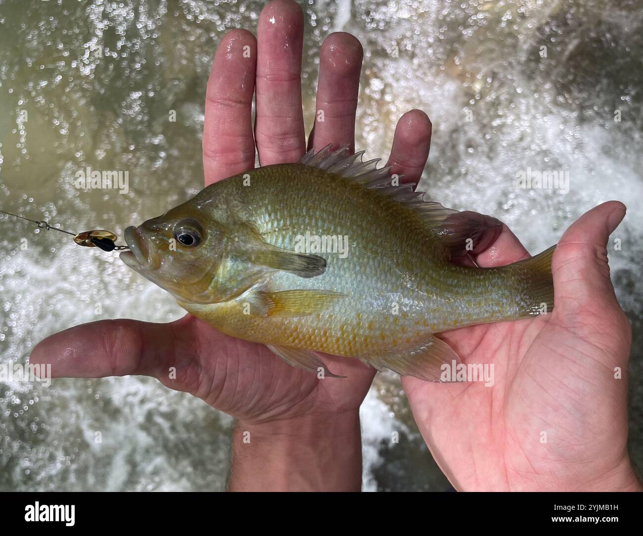 Redbreast Sunfish (Lepomis auritus Stock Photo - Alamy
