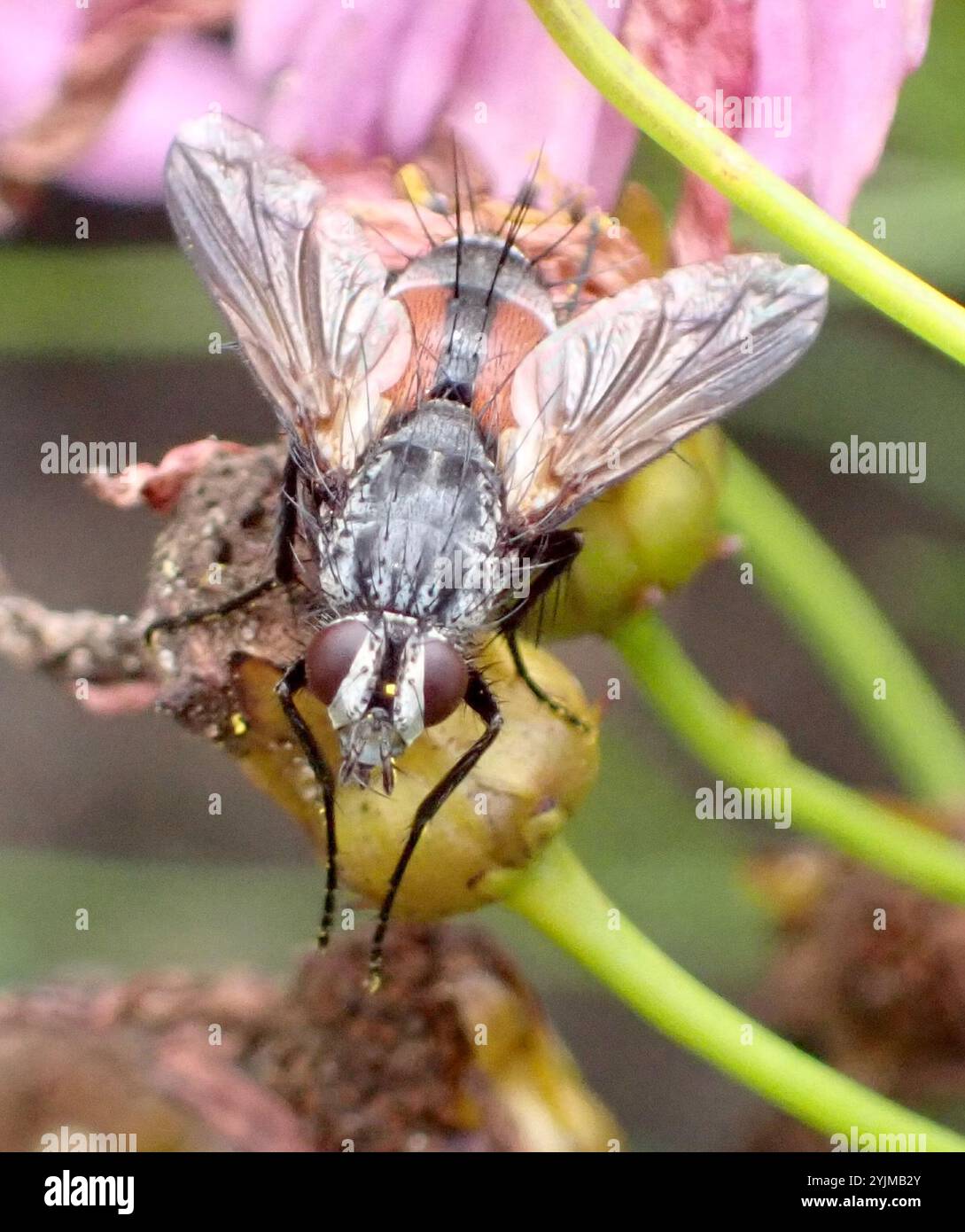 Red Spotted Parasite Fly (Eriothrix rufomaculata Stock Photo - Alamy