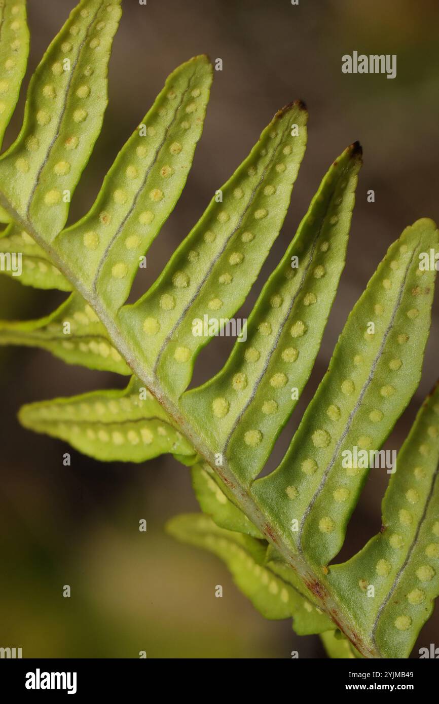 common polypody (Polypodium vulgare Stock Photo - Alamy