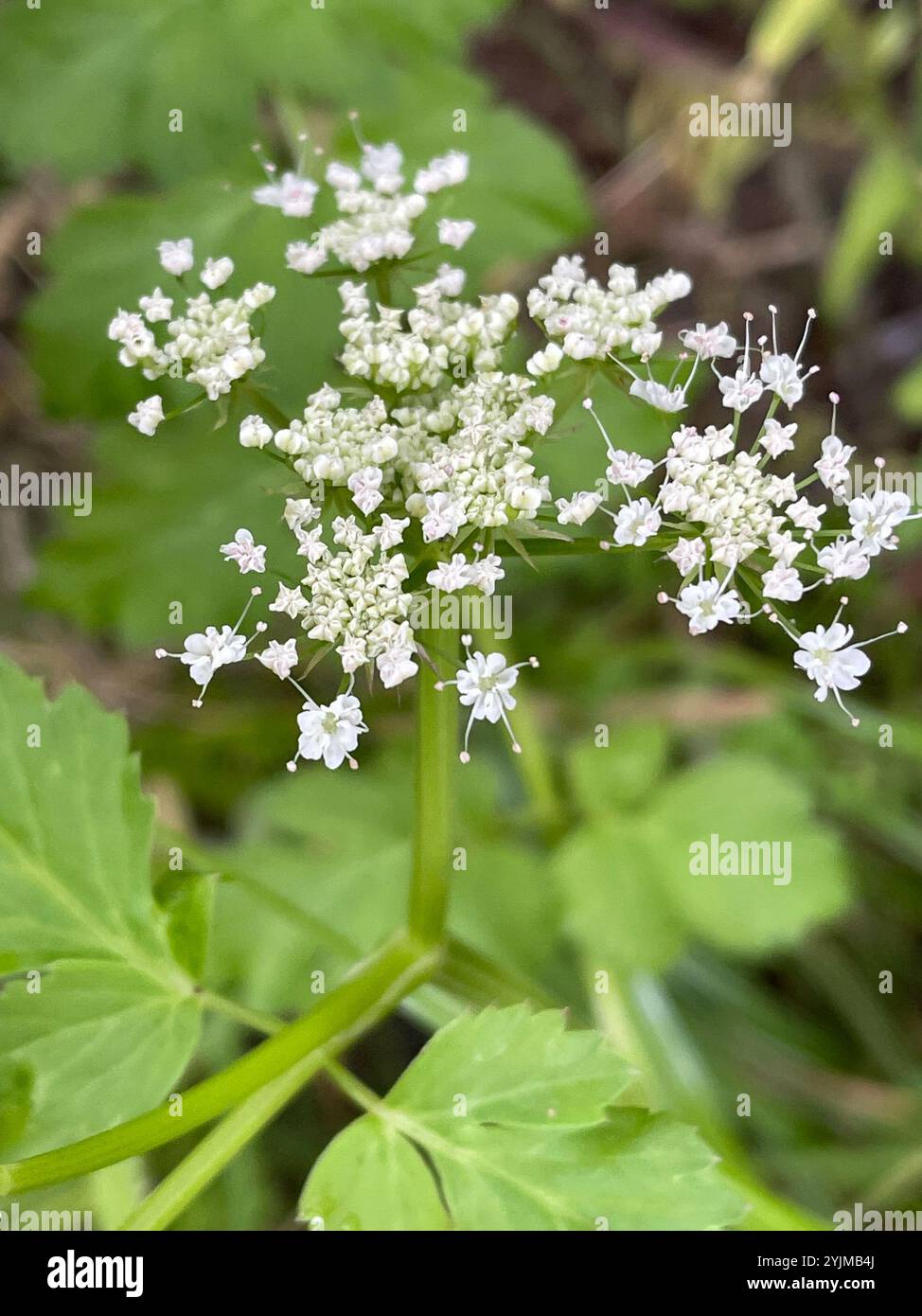 water parsley (Oenanthe sarmentosa Stock Photo - Alamy