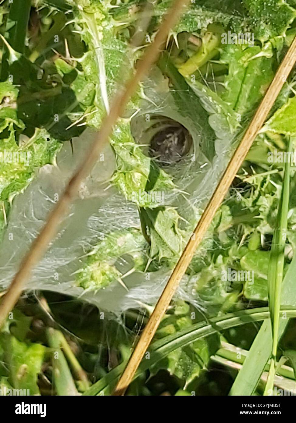 Labyrinth spider (Agelena labyrinthica Stock Photo - Alamy