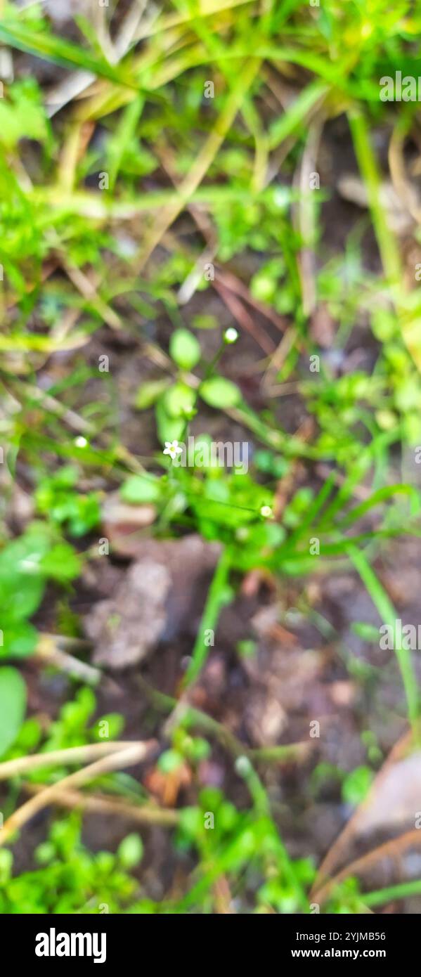 slender-stemmed androsace (Androsace filiformis Stock Photo - Alamy