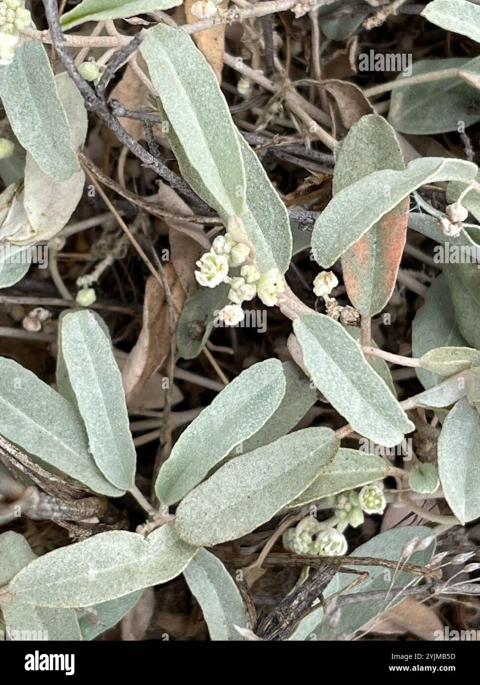 California croton (Croton californicus Stock Photo - Alamy