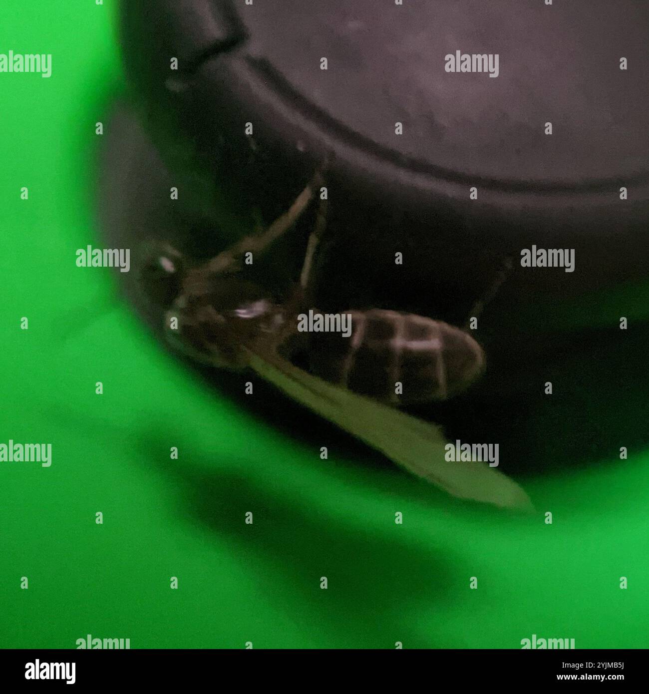 Pyramid ant hi-res stock photography and images - Alamy