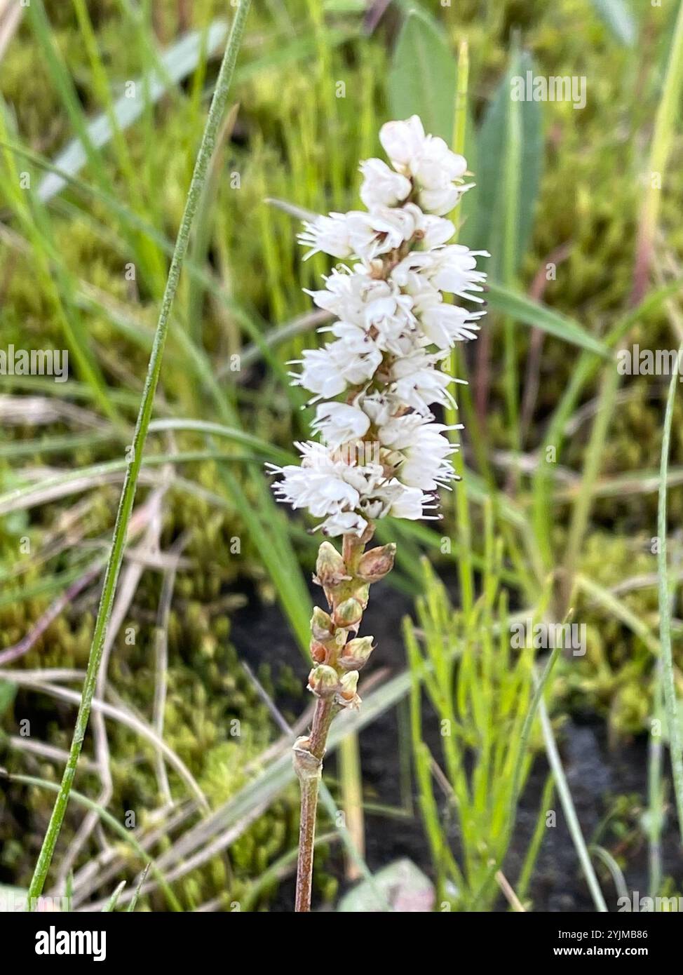 alpine bistort (Bistorta vivipara Stock Photo - Alamy