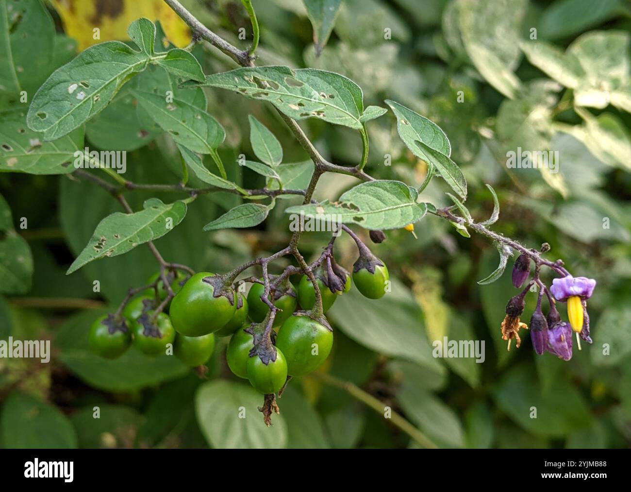 bittersweet nightshade (Solanum dulcamara Stock Photo - Alamy