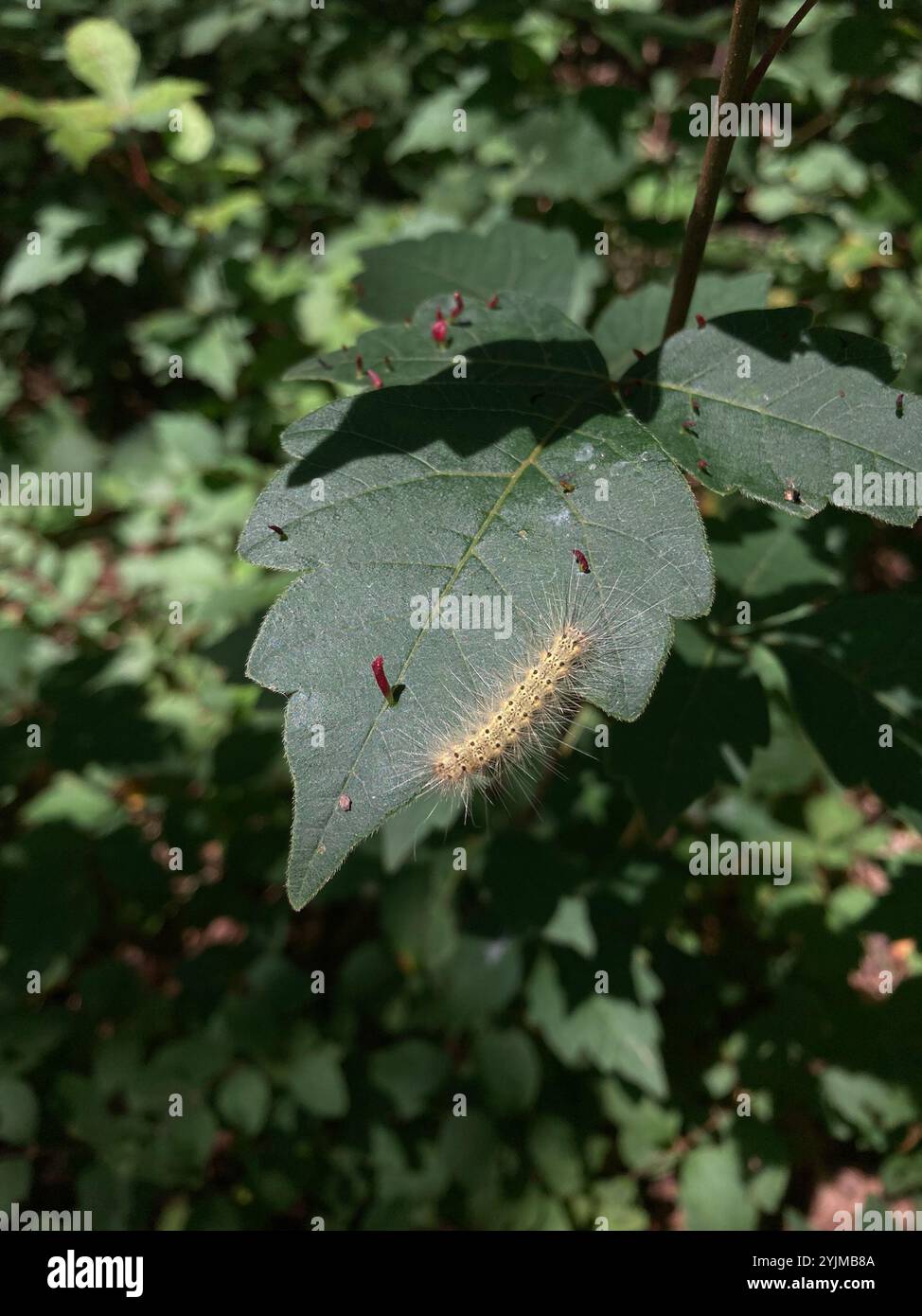 Fall Webworm Moth (Hyphantria cunea Stock Photo - Alamy