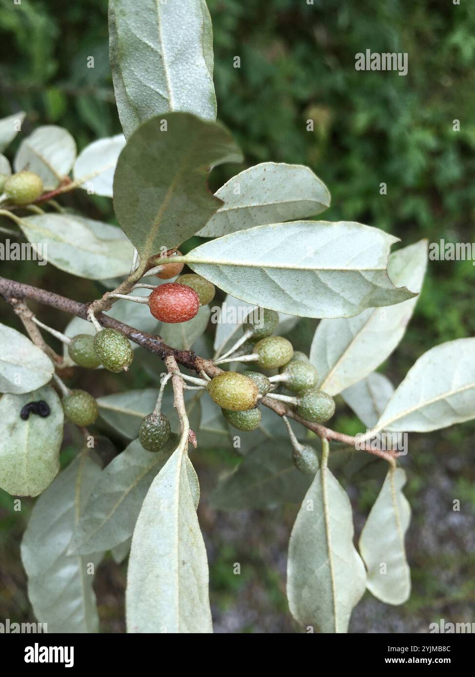 autumn olive (Elaeagnus umbellata Stock Photo - Alamy