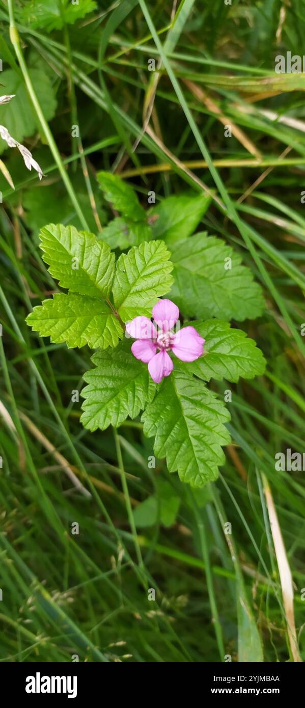 Arctic raspberry (Rubus arcticus Stock Photo - Alamy