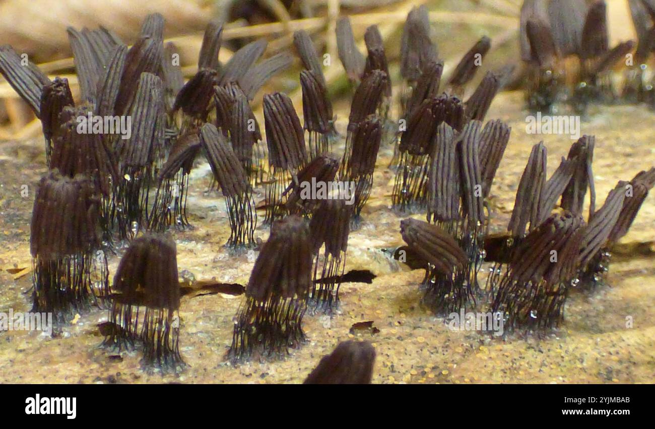chocolate tube slime (Stemonitis splendens Stock Photo - Alamy