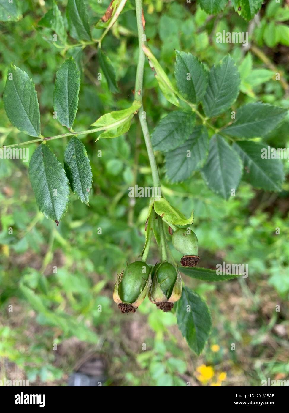 Mossy Rose Gall Wasp (Diplolepis rosae Stock Photo - Alamy