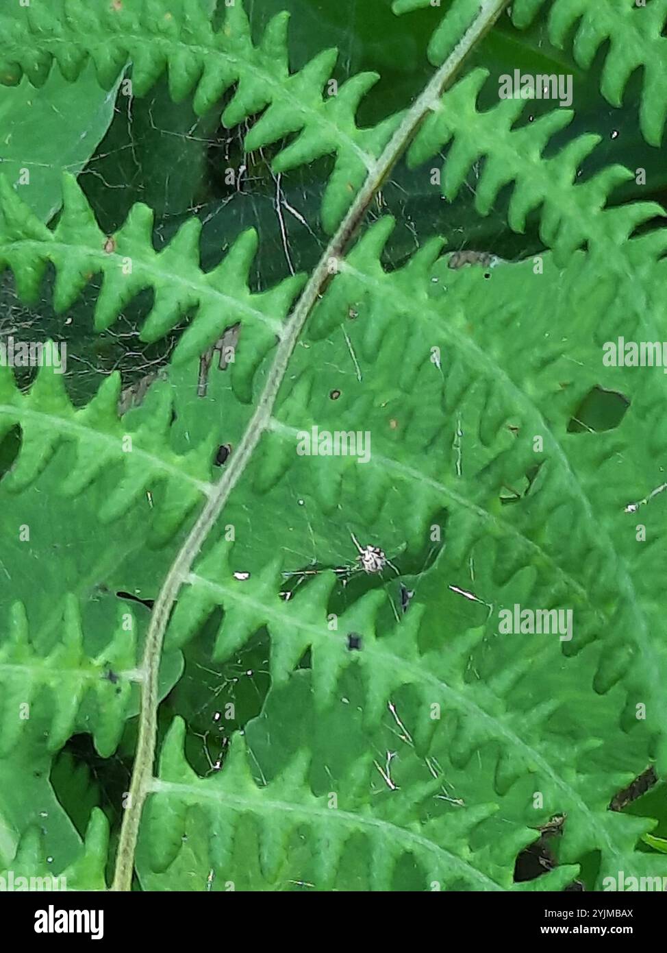 marsh fern (Thelypteris palustris Stock Photo - Alamy