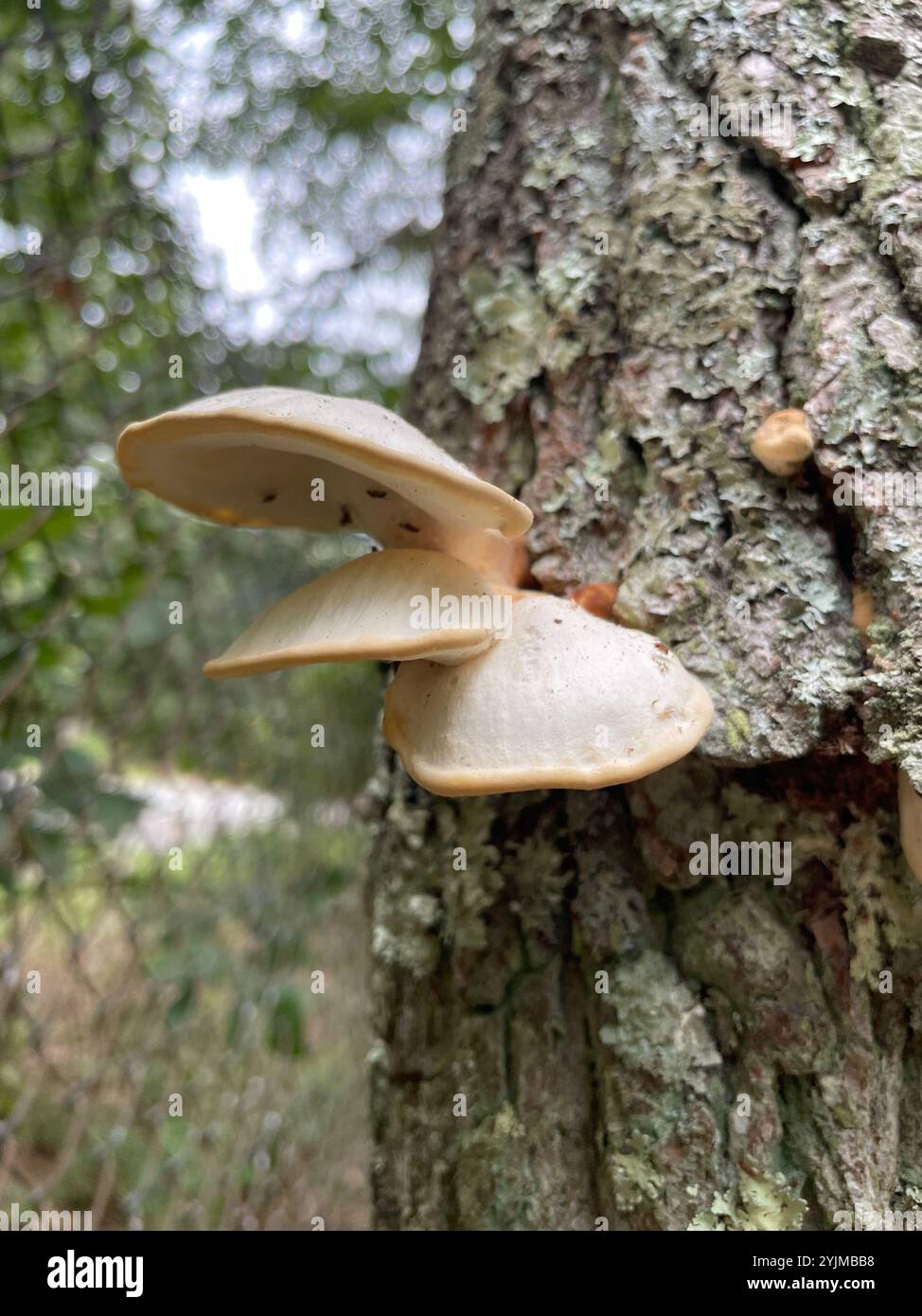 aspen oyster mushroom (Pleurotus populinus Stock Photo - Alamy