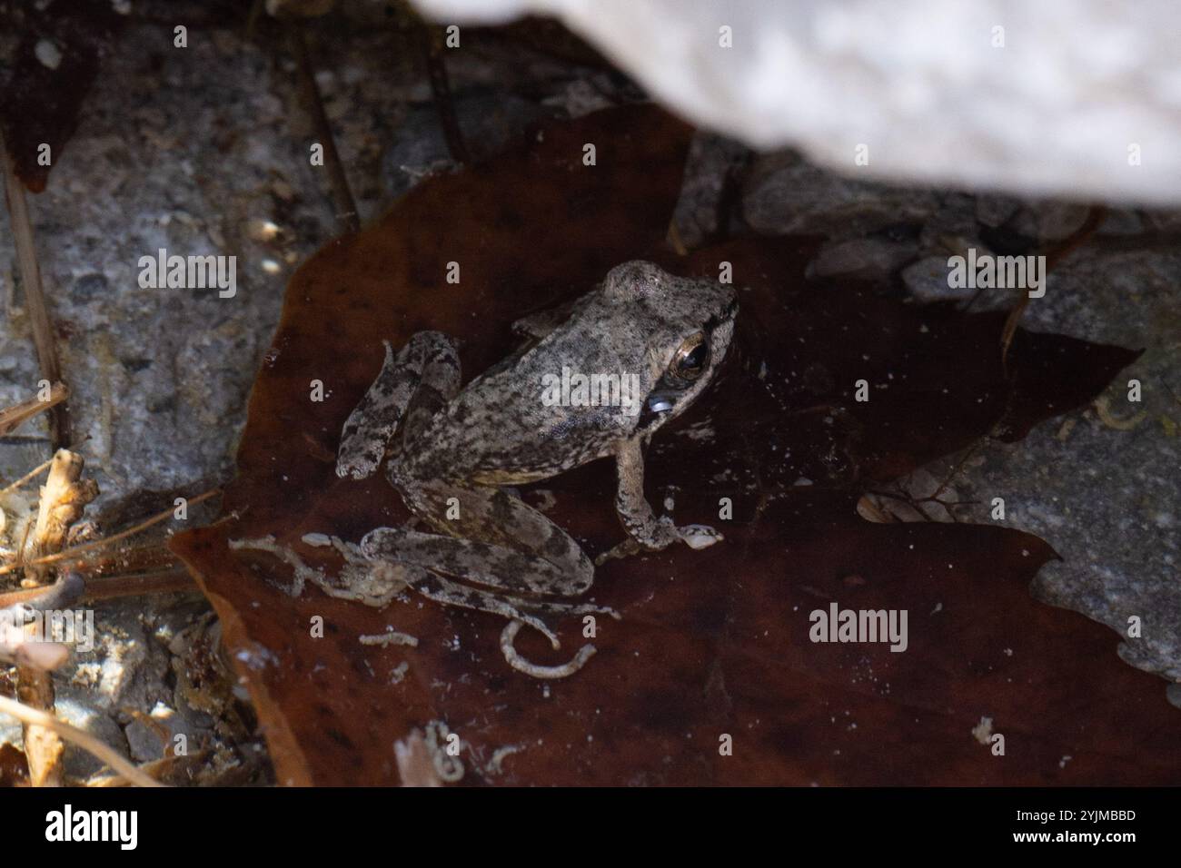 Greek frog (Rana graeca Stock Photo - Alamy