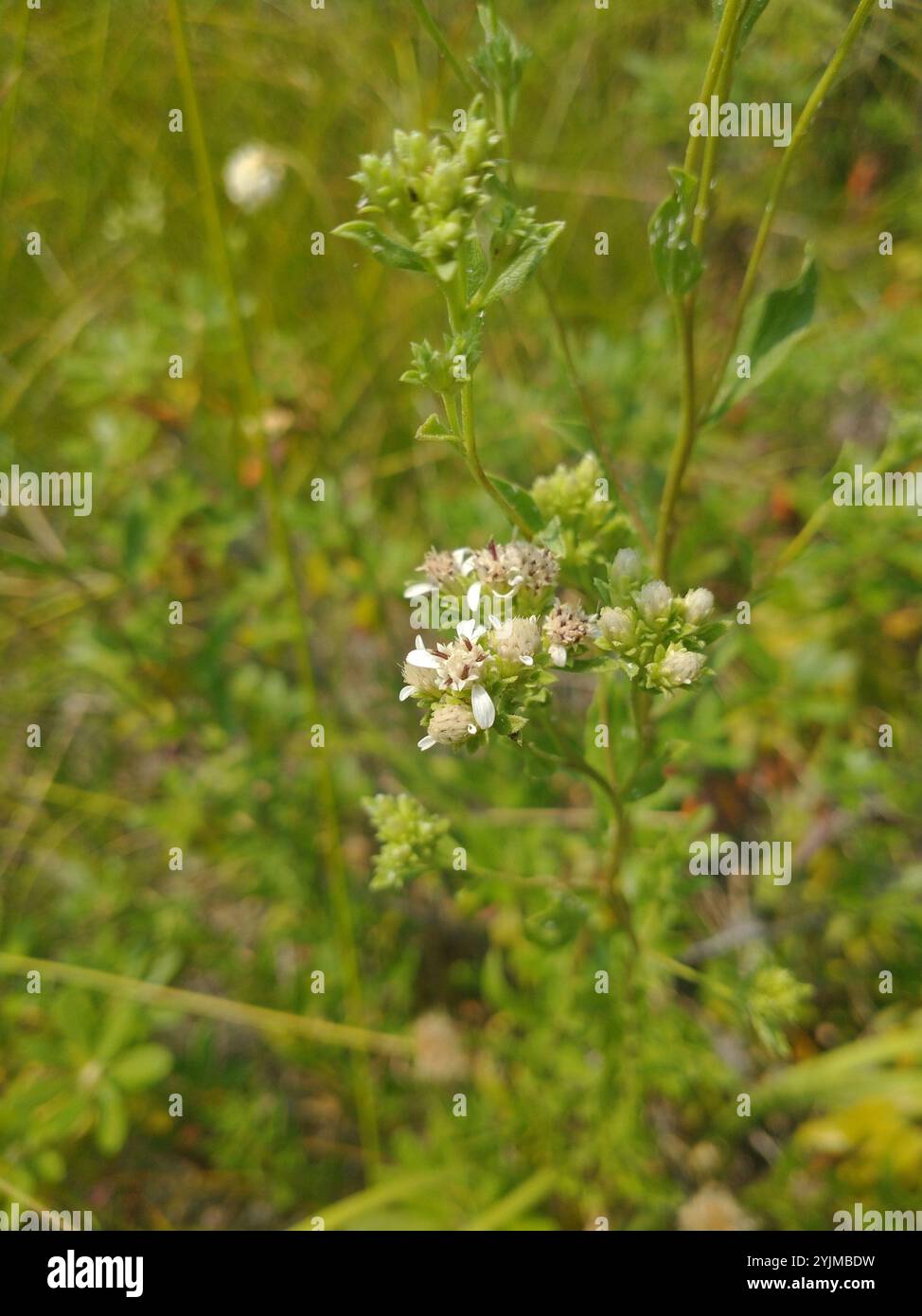 Oregon whitetop aster (Sericocarpus oregonensis Stock Photo - Alamy