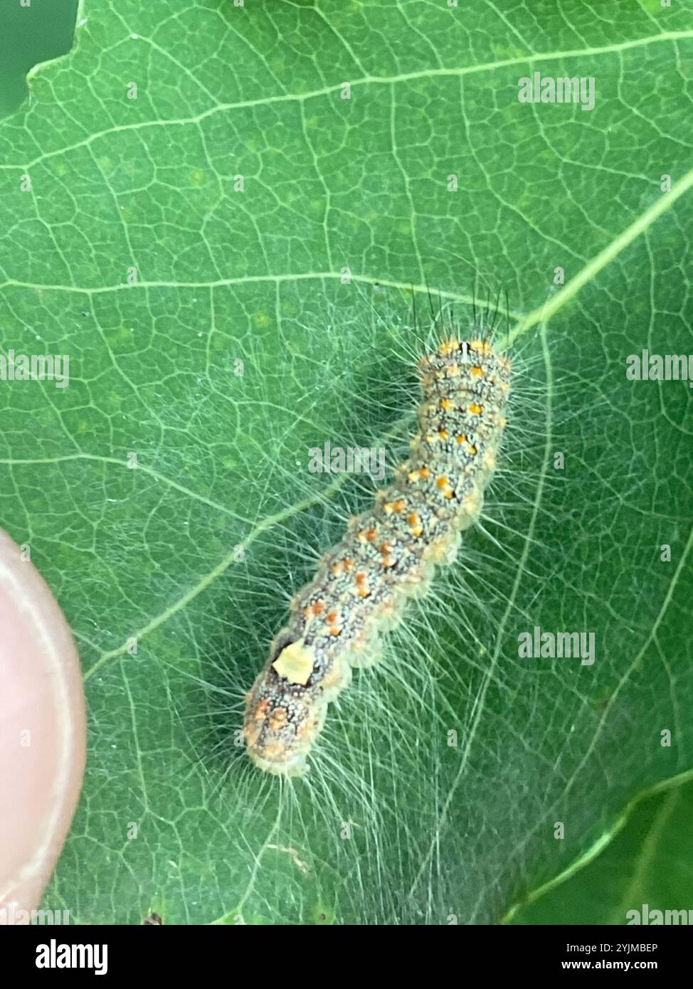 Poplar Grey (Acronicta megacephala Stock Photo - Alamy