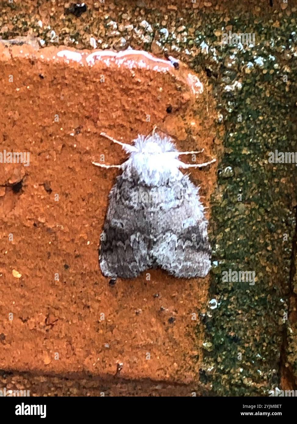 Variable Oakleaf Caterpillar Moth (Lochmaeus manteo Stock Photo - Alamy