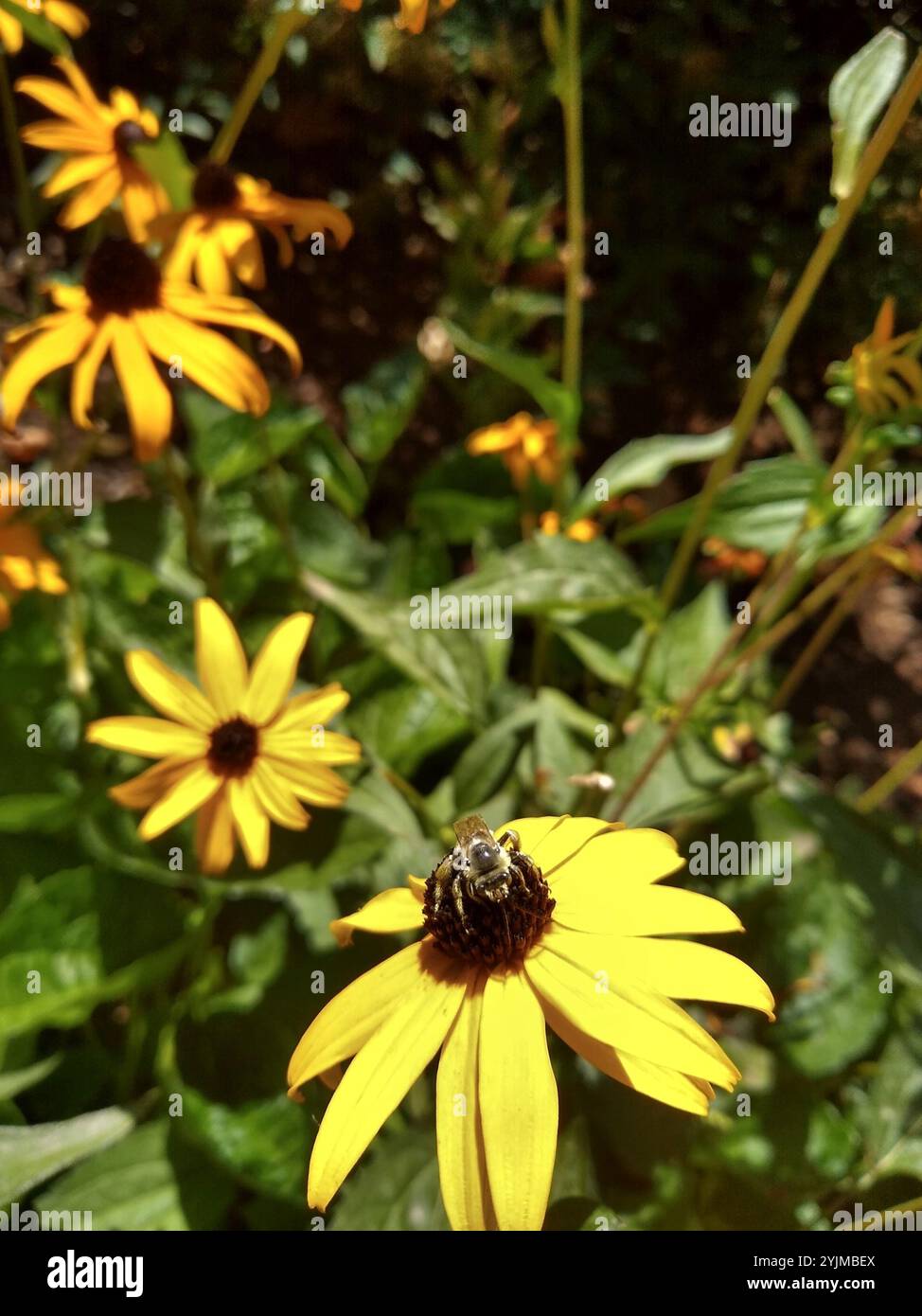 Longhorn Bees (Eucerini Stock Photo - Alamy
