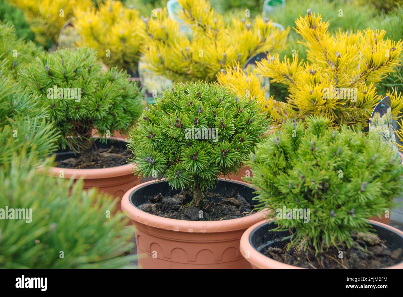 Krummholz trees hi-res stock photography and images - Alamy