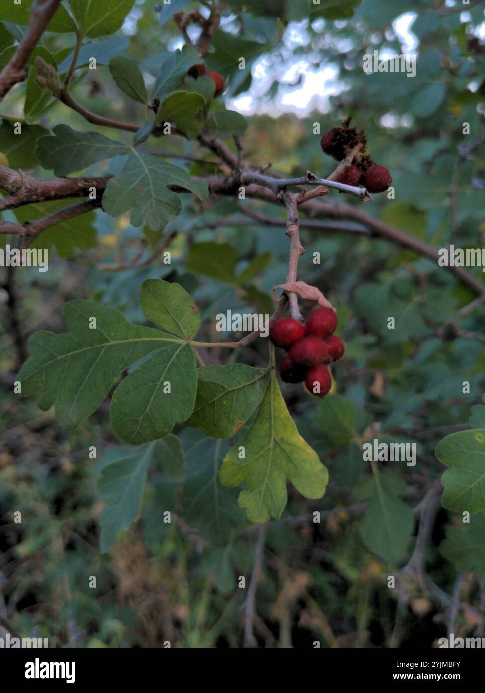 fragrant sumac (Rhus aromatica Stock Photo - Alamy