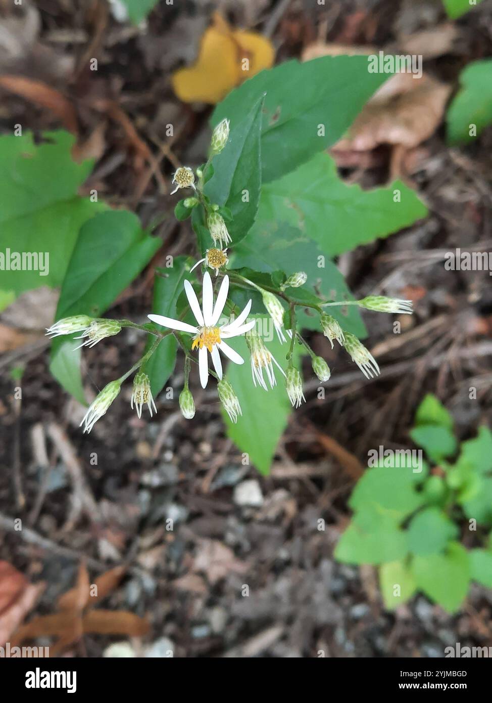 wood asters (Eurybia Stock Photo - Alamy