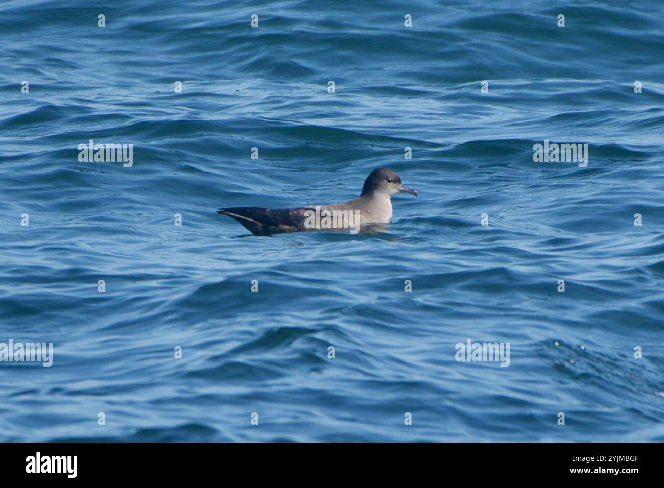 Short-tailed Shearwater (Ardenna tenuirostris Stock Photo - Alamy