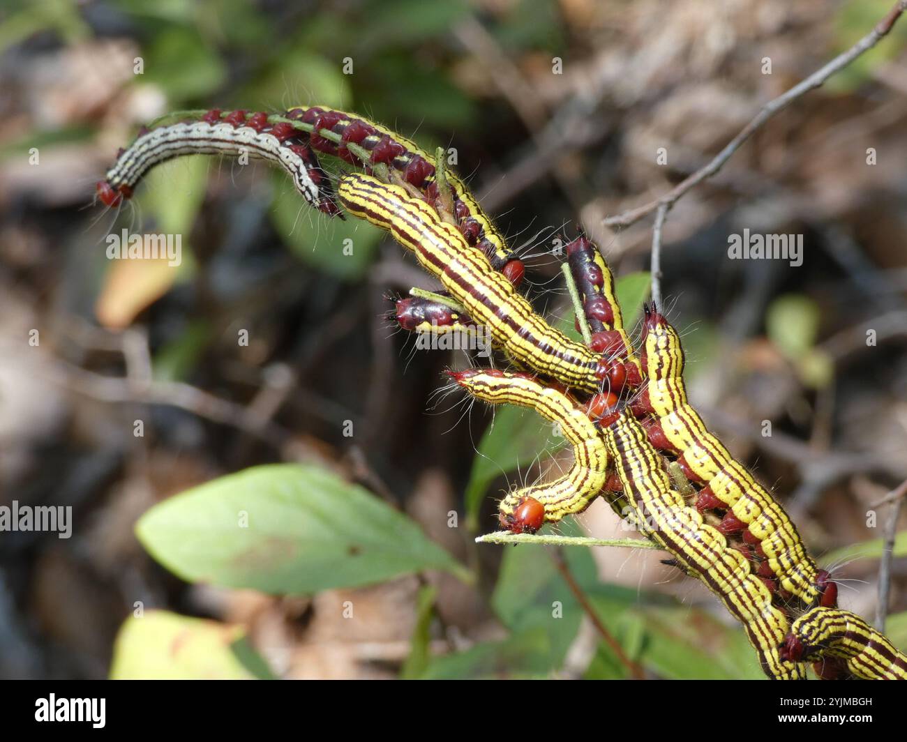 Azalea Caterpillar Moth (Datana major Stock Photo - Alamy