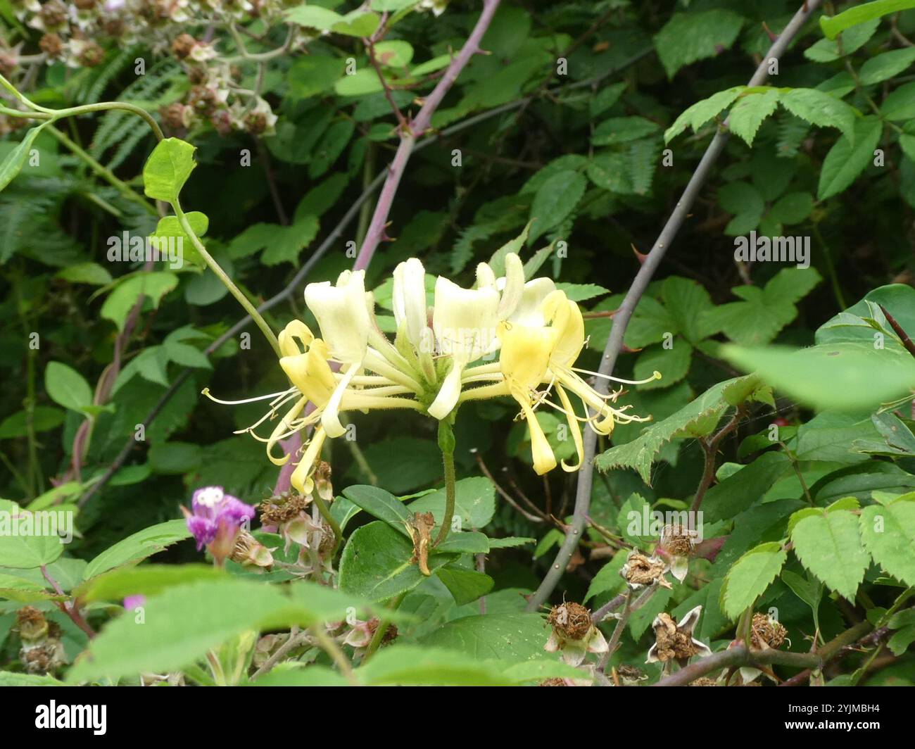 Common Honeysuckle (Lonicera periclymenum Stock Photo - Alamy