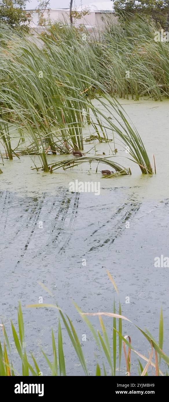Water caltrop (Trapa natans Stock Photo - Alamy