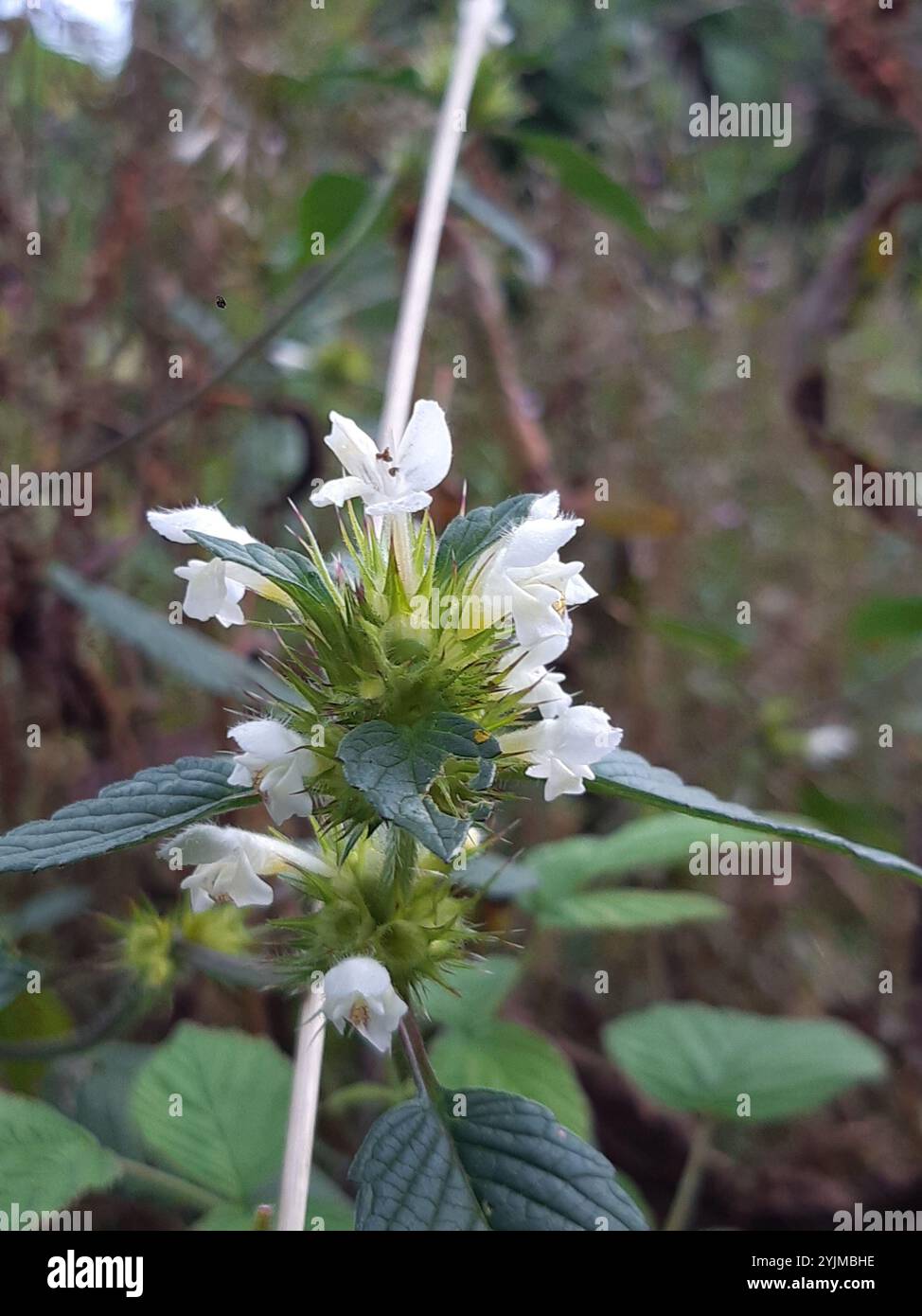 Common hemp-nettle (Galeopsis tetrahit Stock Photo - Alamy
