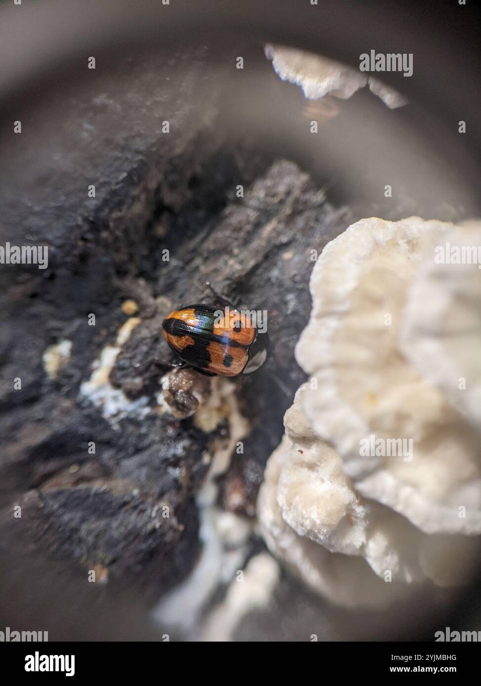 Two-spotted Diaperis (Diaperis maculata Stock Photo - Alamy