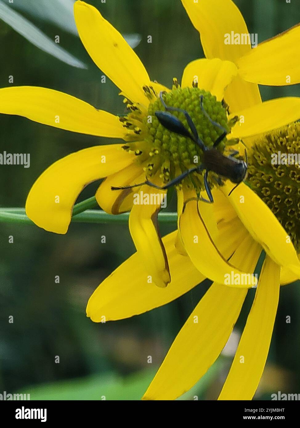 Gold-marked Thread-waisted Wasp (Eremnophila aureonotata Stock Photo ...