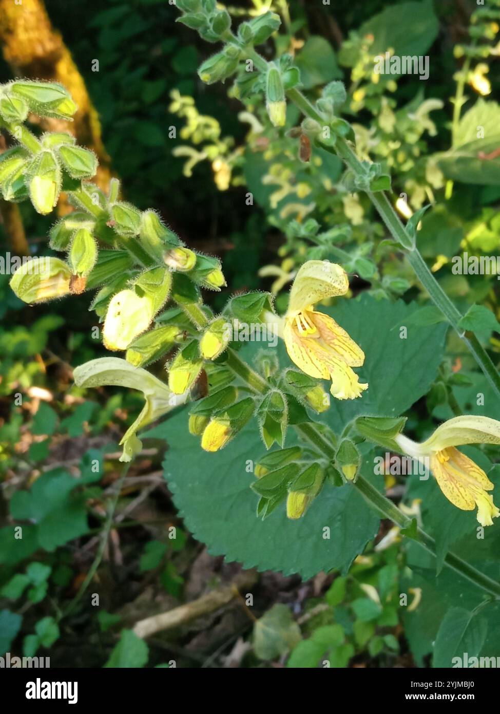 Sticky Sage (Salvia glutinosa Stock Photo - Alamy