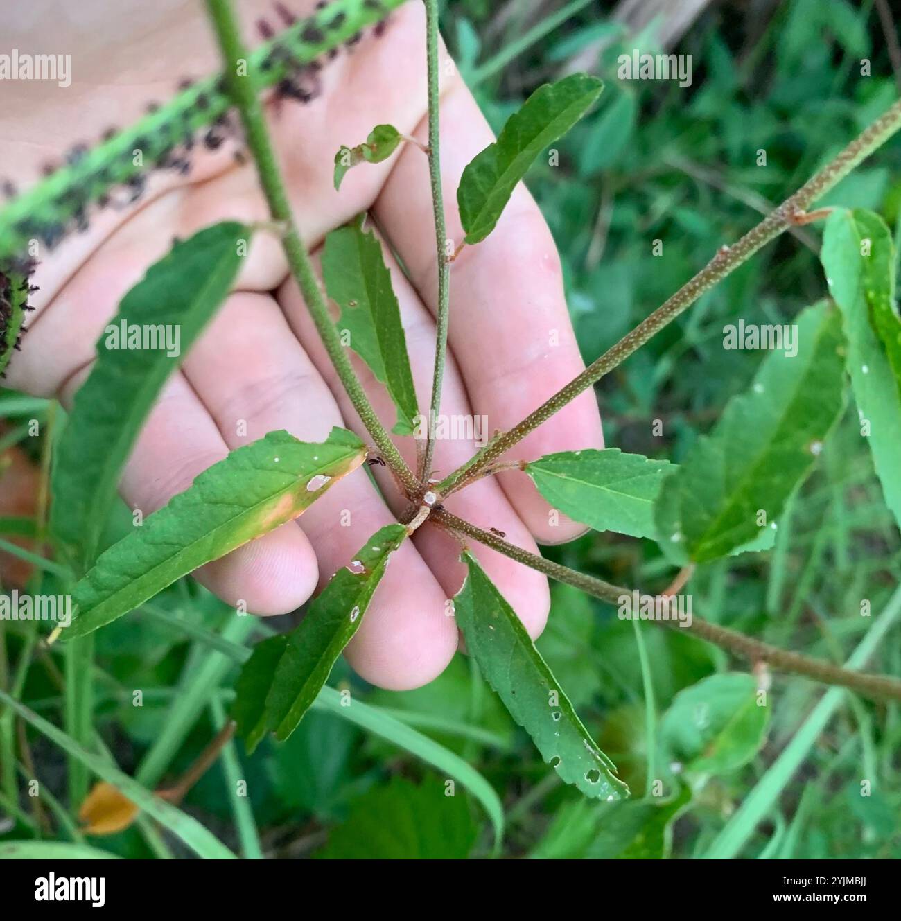 sand croton (Croton glandulosus septentrionalis Stock Photo - Alamy
