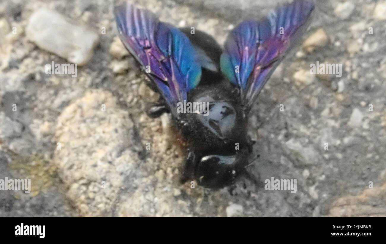 Violet Carpenter Bee (Xylocopa violacea Stock Photo - Alamy