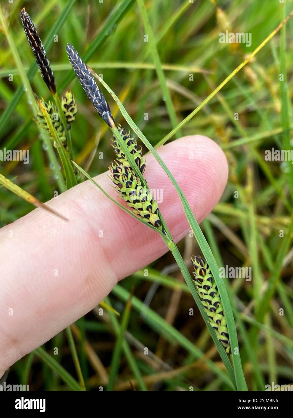 smooth black sedge (Carex nigra Stock Photo - Alamy