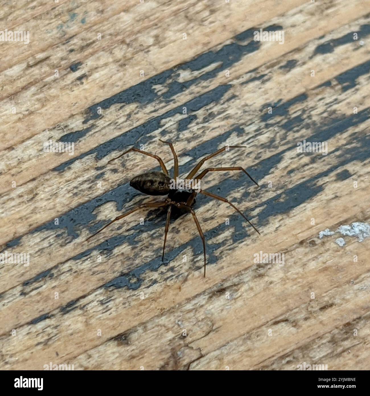 Sheetweb and Dwarf Weavers (Linyphiidae Stock Photo - Alamy