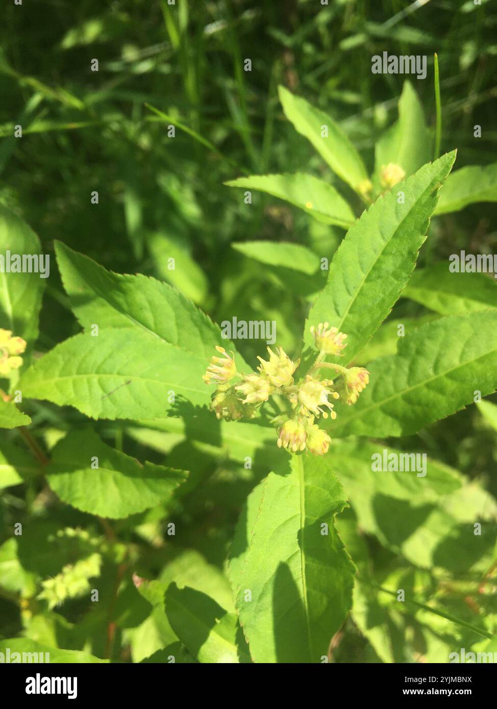 Penthorum hi-res stock photography and images - Alamy