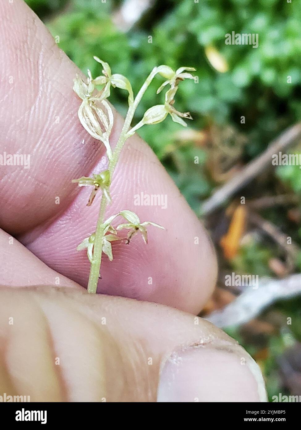 Heartleaf Twayblade (Neottia cordata Stock Photo - Alamy