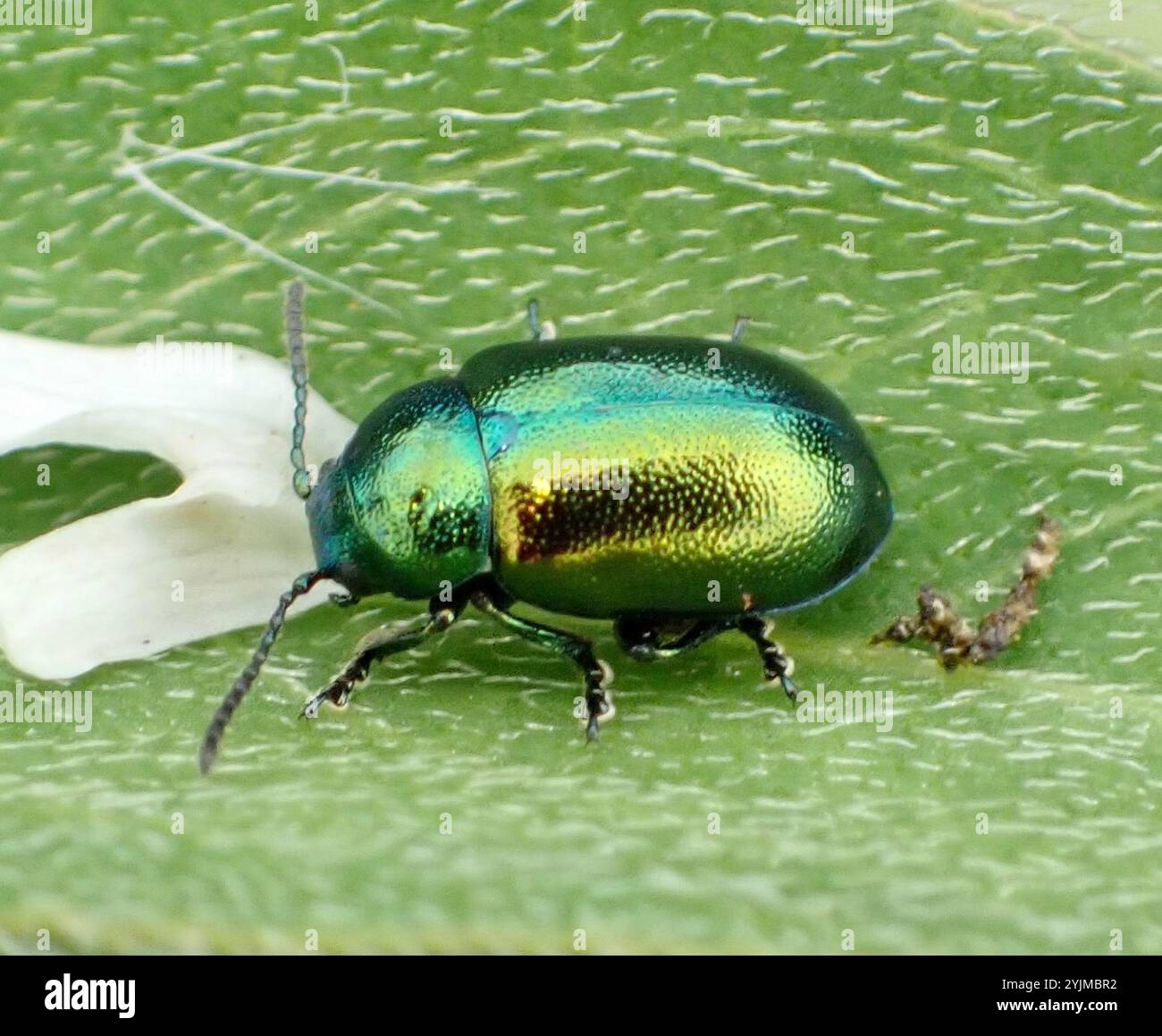Green Dock Beetle (Gastrophysa viridula Stock Photo - Alamy