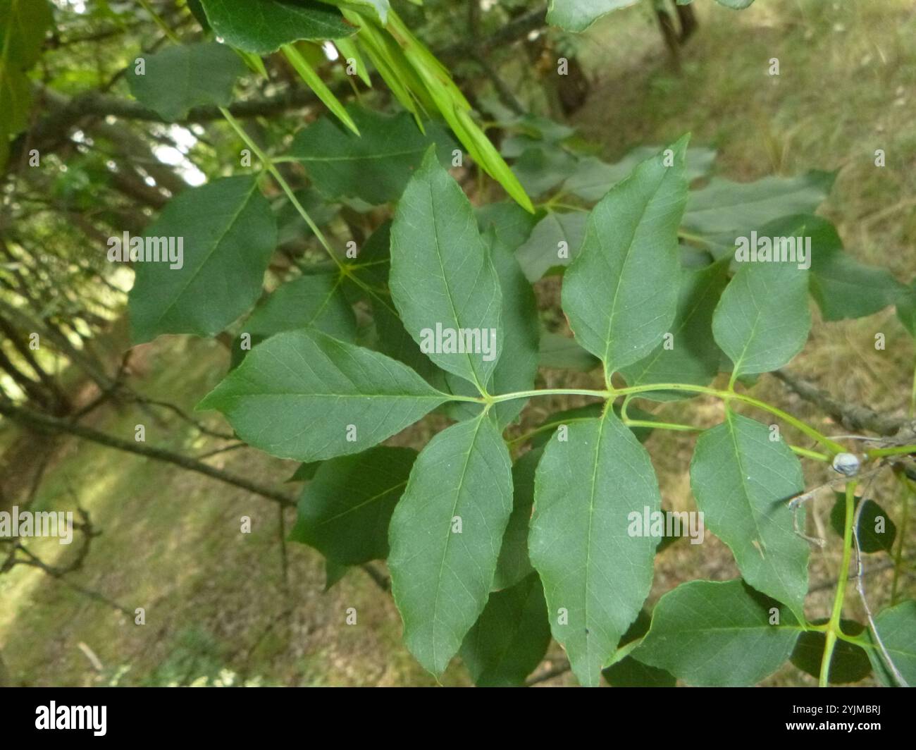 Manna ash (Fraxinus ornus Stock Photo - Alamy