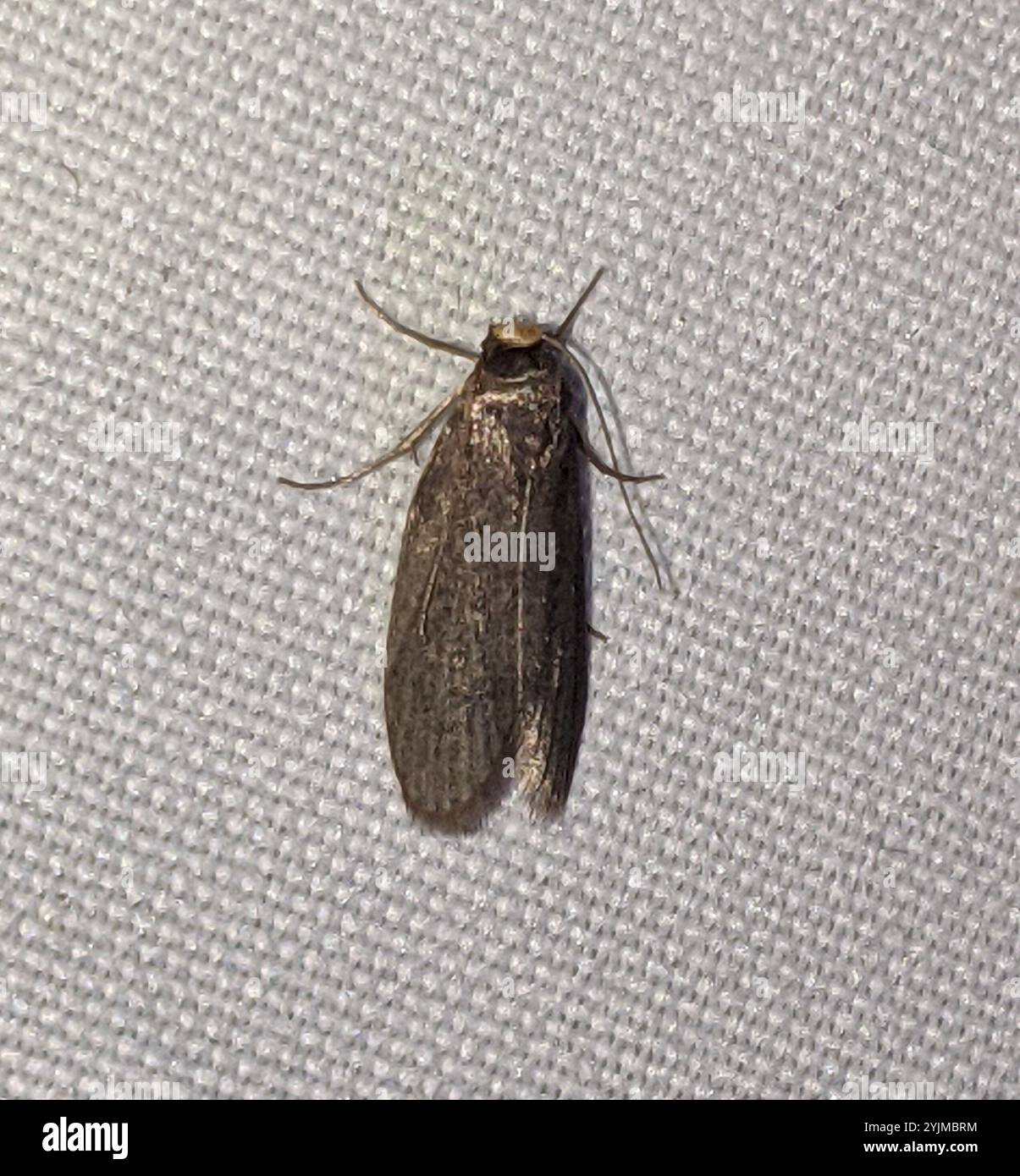 Lesser Wax Moth (Achroia grisella Stock Photo - Alamy