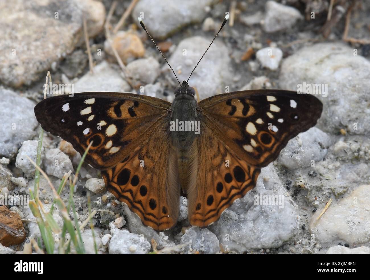 Hackberry Emperor (Asterocampa celtis Stock Photo - Alamy