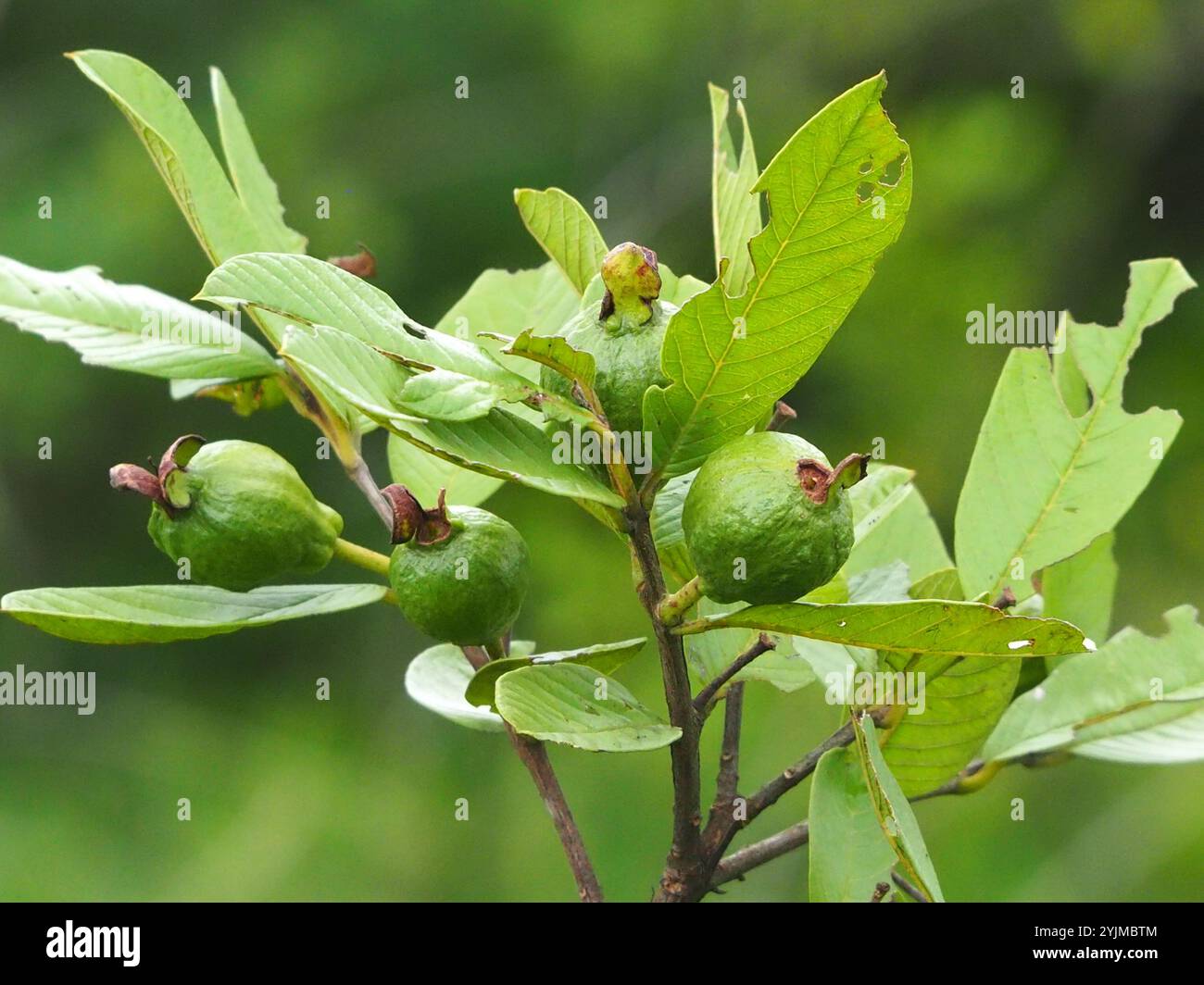 Common guava (Psidium guajava Stock Photo - Alamy